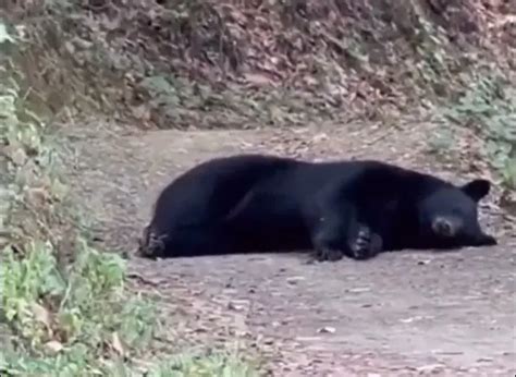 Captan A Oso Dormido En Medio De Vereda En Chipinque Video Posta México