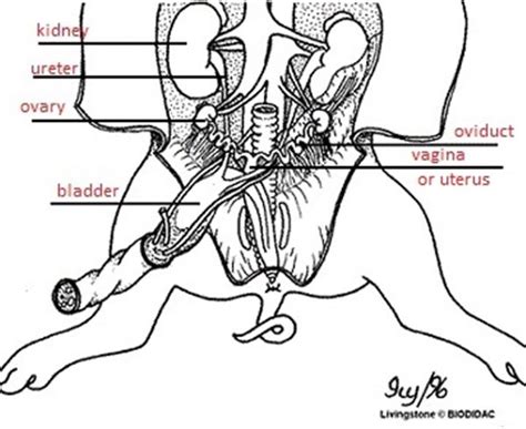 Fetal Pig Dissection And Fetal Pig Anatomy Biology Junction