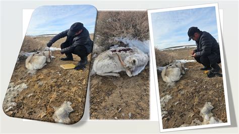 Wwf Mongolia Бөхөнгийн тусгаар популяци болох хариуцсан бүс нутагт Смарт программын дагуу