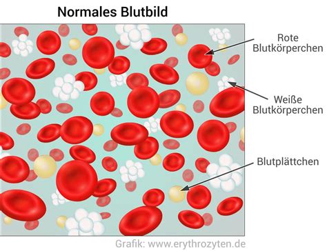 Erythrozyten Rote Blutkörperchen