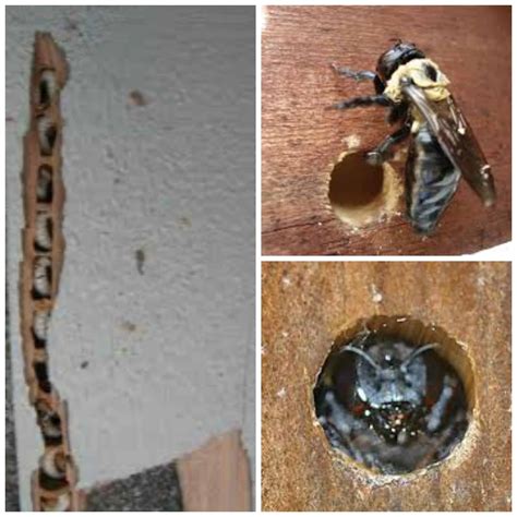 What Kills Carpenter Bee Larvae At Amanda Okane Blog