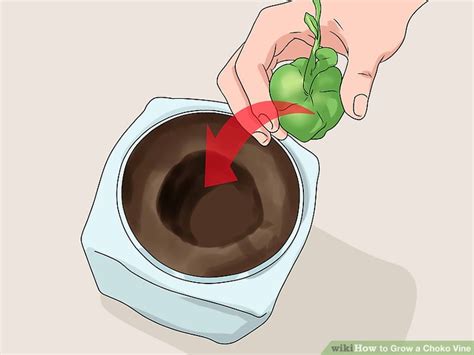 How To Grow A Choko Vine 12 Steps With Pictures Wikihow