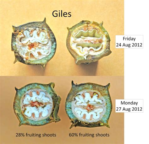 Northern Pecans Building Pecan Kernel Just Add Water