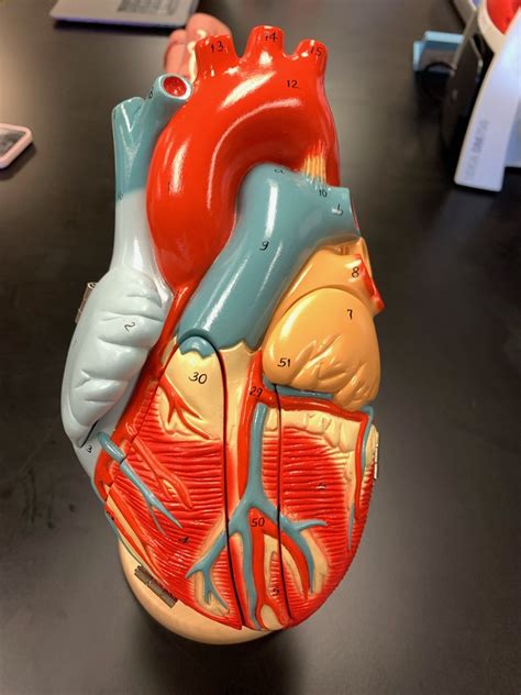 Labex 9 Gross Anatomy Of The Heart Anterior Model 2 Diagram Quizlet