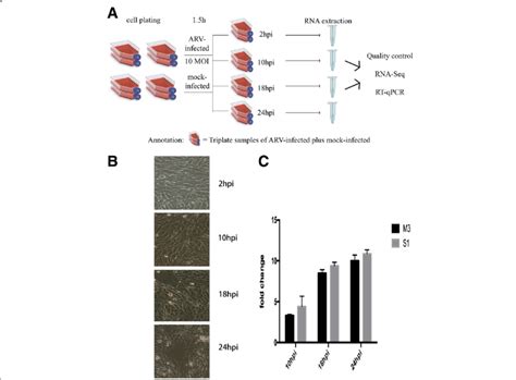 Overview Of Rna Seq Approach A Experimental Setup For Rna Seq Download Scientific Diagram