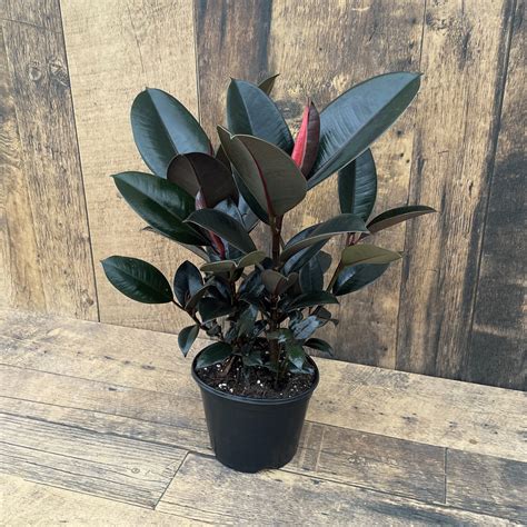 Ficus Elastica Rubber Plant Assorted 6 Pot Terra Greenhouses