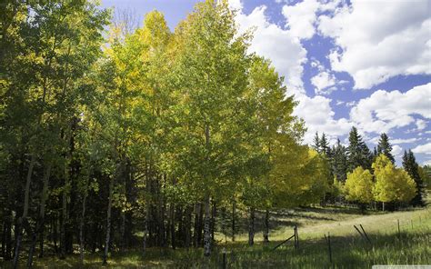 Peaceful Aspen Trees 4k Uhd Wallpaper For Ultrahd Desktop And Tv Widescreen And Ultrawide