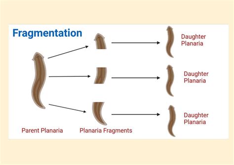 Asexual Reproduction Garde 7 Sciencepptx