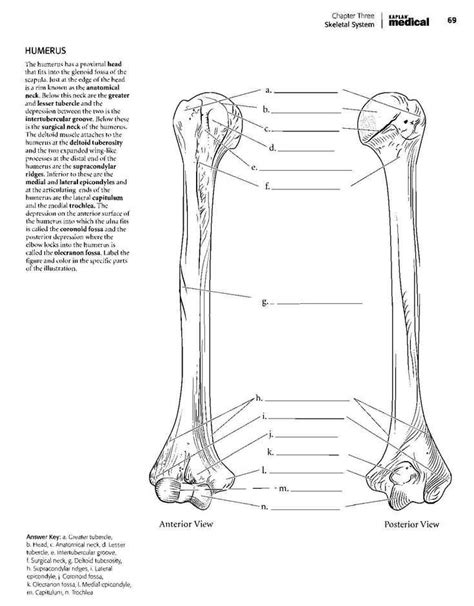 The Complete Chapter Skeletal System Coloring Workbook Answer Key