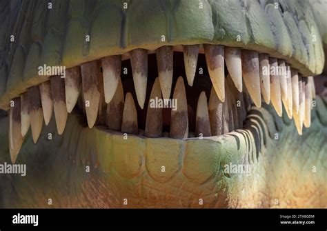 Jurassic Jaws The Tyrannosaurus Rex Teeth Close Up Pattern And