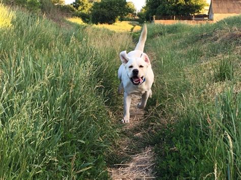 ☀️ ️ КЛУБ ЛЮБИТЕЛЕЙ ЛАБРАДОРОВ ВКонтакте