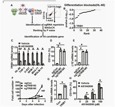如何利用crispr Grna文库进行高通量筛选功能基因？ 知乎
