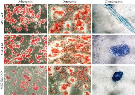 Characterization Of Msc Lines By Differentiation Assays A Trilineage