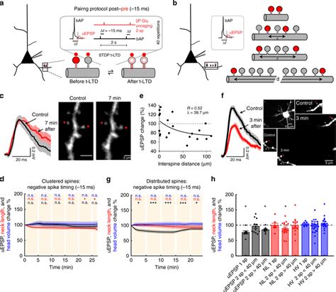 Induction Of T Ltd In Clustered And Distributed Dendritic Download Scientific Diagram