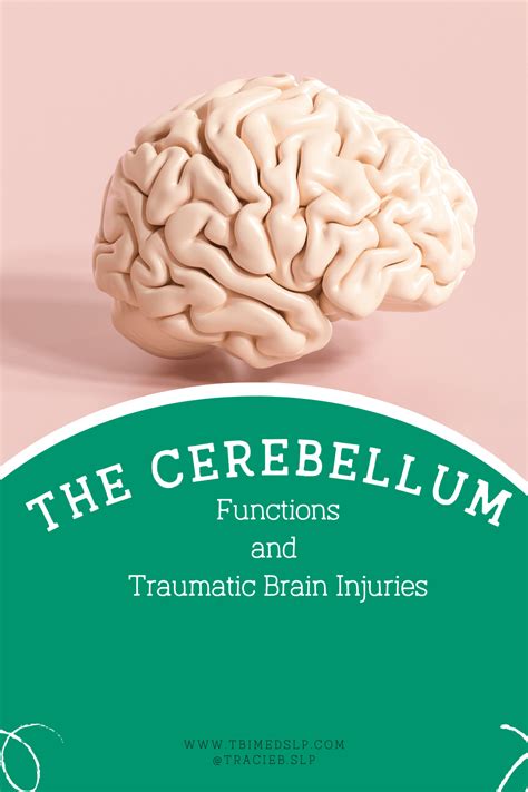 The Cerebellum Function And Facts — Tbi Medslp
