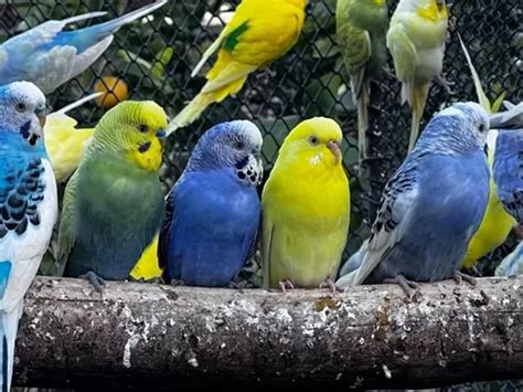 Oferton 5 Cinco Loritas Australianas Por 1000 Cuotas