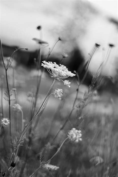 Daucus Carota 개화 경치 계절 계절성 고요한 국가 꽃 당근 들판 러스틱 미술 배경 블랙 앤 화이트 빈티지 섬세한 소프트 포커스 시골