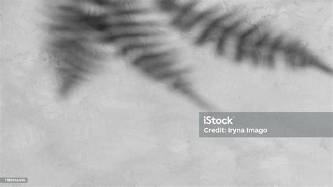 고사리는 회색 콘크리트 벽 배경에 그림자를 남깁니다 시멘트 질감 벽에 고사리 잎 그림자입니다 0명에 대한 스톡 사진 및 기타 이미지 Istock