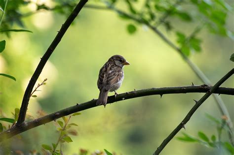 새 참새 Sperling Pixabay의 무료 사진 Pixabay