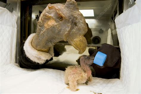 Andean Condor Conservation Project Stock Image C0042132 Science