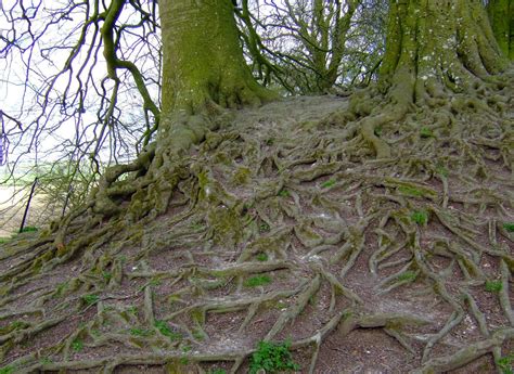 PHOTOS2PLEASEU TREE ROOT SCULPTURES