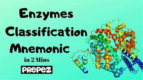 Enzymes Classification And Examples Mnemonic In 2 Mins Youtube