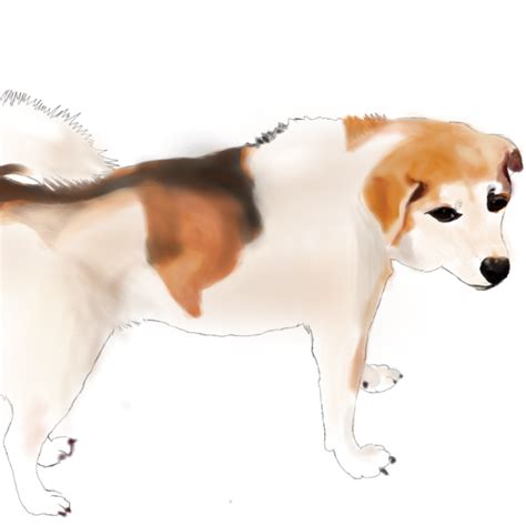 リアル絵 犬 Ibispaint