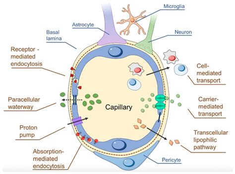 Differences In Structure Between The Bbb A And Btb B The Bbb Download Scientific Diagram