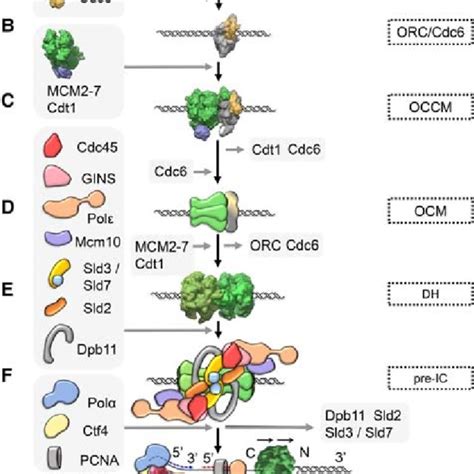 Origin Recognition A The Domain And Structural Organization Of Orc Download Scientific
