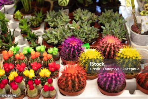 관엽 식물 작은 냄비에 여러 가지 색의 선인장 또는 즙이 많은 즙 노란색 분홍색 주황색 및 빨간색 집에서 다양한 종류의 미니 선인장 꽃 식물 상점의 선반에 다채로운 장식용