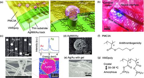 Multifunctional Neural Interface A Schematic Of Stereoscopic Download Scientific Diagram