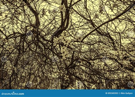 Support Wire On A Tree Stock Image Image Of Ropework 89240283