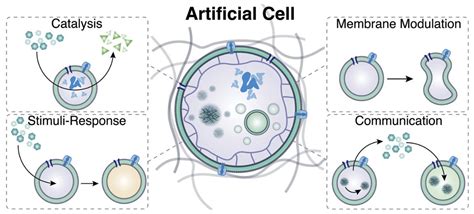 Synthetic Cells Revisited Artificial Cells Con