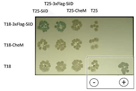 Bacterial Two Hybrid B2h Assay Showing Different Interactions Between Download Scientific