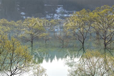山形県 白川湖の水没林 192966499 の写真素材 アフロ