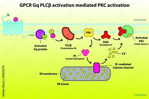 Signaling Pathway Flow At Leo Mclucas Blog