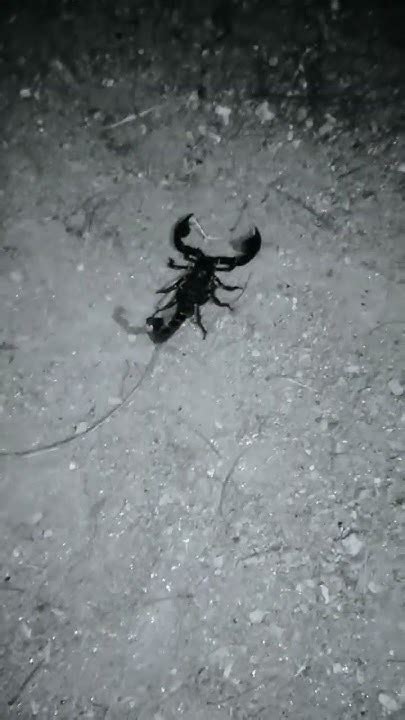 Srilanka ගෝනුස්සා දුර්ලබ සත්වයෙක් Youtube