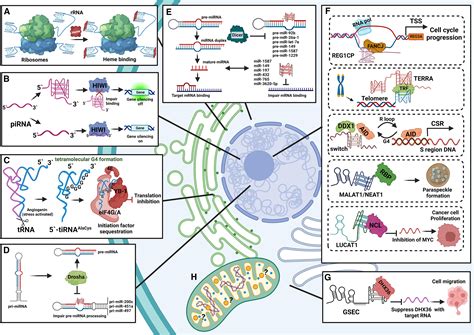 Rna G Quadruplex In Functional Regulation Of Noncoding Rna Challenges And Emerging