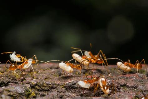 How Do Ants Reproduce Mating Reproduction Life Cycle Animal Vivid