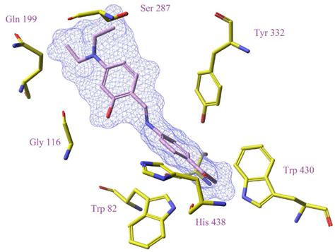 Binding Orientation And Interaction Of Compound 3j At The Active Site Download Scientific
