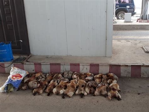 Улаанбаатар хот руу тарвага нэвтрүүлэхээр завдсан нийт 123 тарвагыг ЗӨСҮТ д хүлээлгэн өглөө