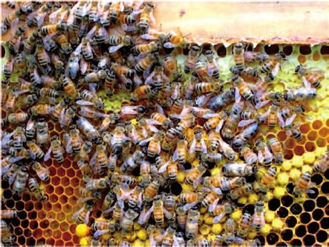 Honey Bees Drone Frames What Is A Drone Bee Appearance Roles