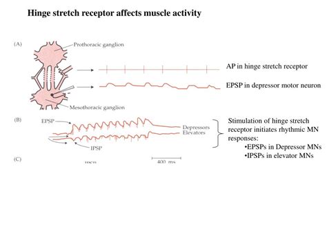 Ppt Review Of The Cpg How Do We Know The Circuit Pattern Who Connects To Who Powerpoint