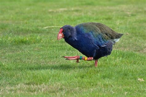 Cute South Island Takahe Of New Zealand