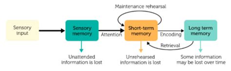 Cognitive Psychology Chapter 6 Memory Acquisition And Working Memory Flashcards Quizlet