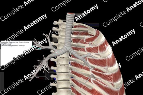 Anterior Segmental Bronchus Of Right Lung Complete Anatomy