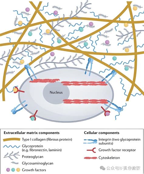细胞外基质ecm的认识 知乎