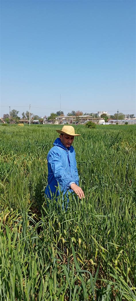 Observing Range Of Rust Disease Phenotypes In Our Wheat Field Dr Kamran Saleem