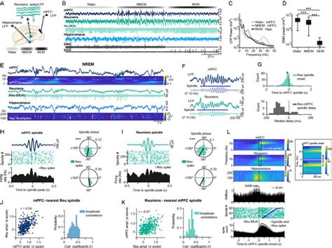 The Reuniens Nucleus Of The Thalamus Facilitates Hippocampo Cortical Dialogue During Sleep Elife