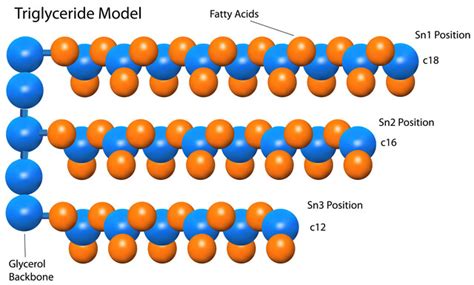 Triglyceride Model